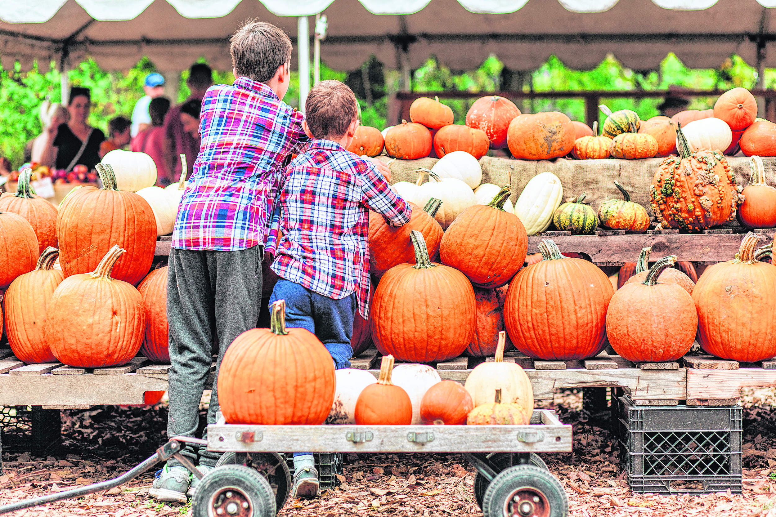 It’s Fall, Y’All! Long Island Fall Festivals and Fairs for 2024