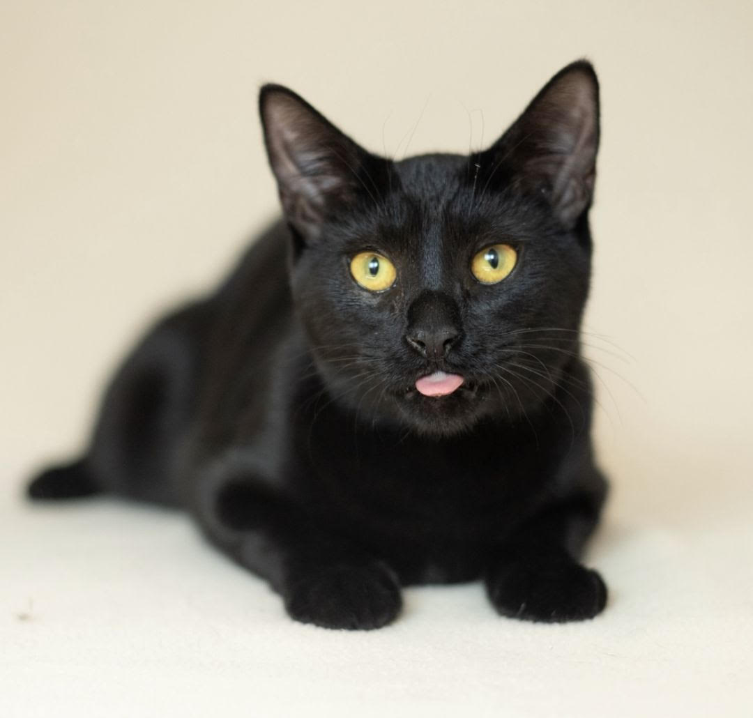 LI Press: Long Island News, Sports, and Entertainment