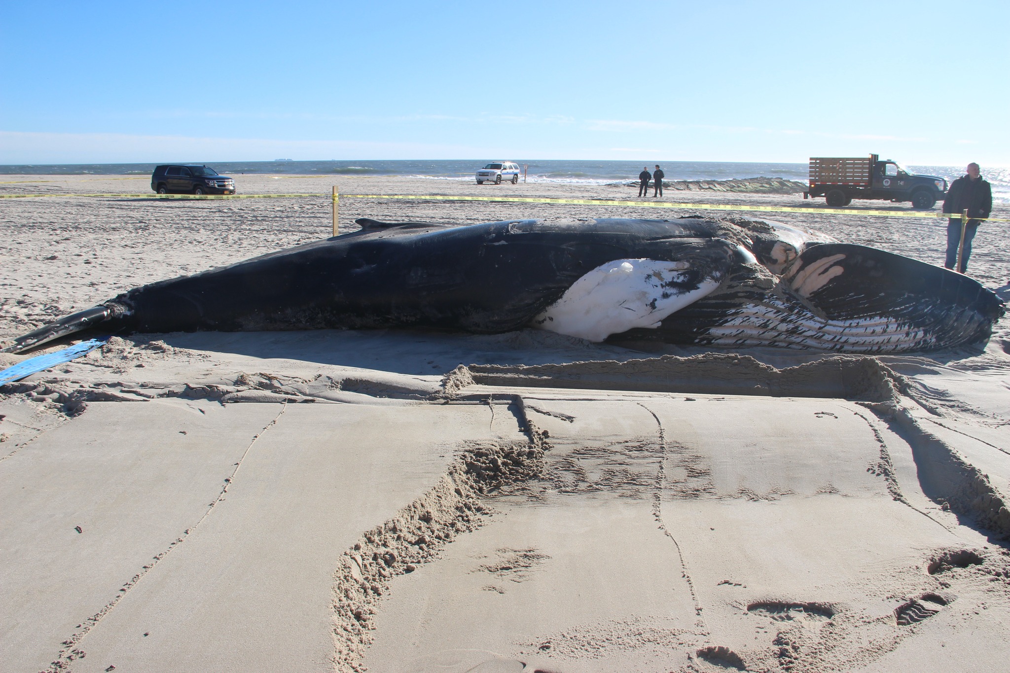 Two dead whales wash up in one day on Long Island beaches