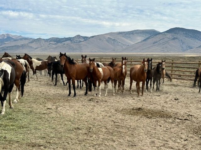 Manda Kalimian rewilds the American West to solve ‘wild horse crisis’