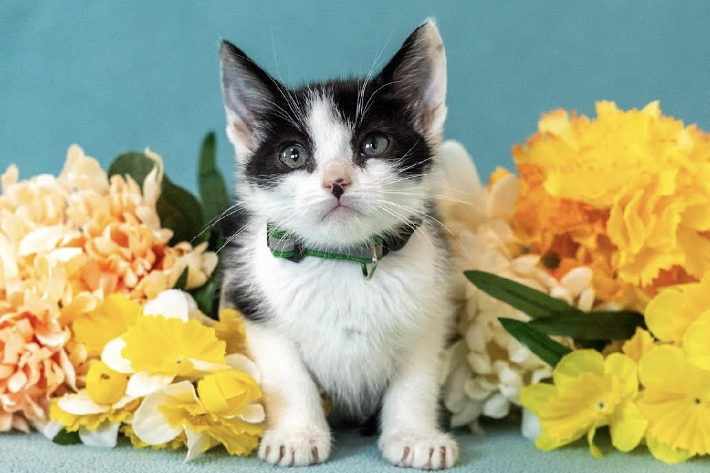 Dogs, cats and rabbits, oh my! 10 adoptable furry friends looking for a ...