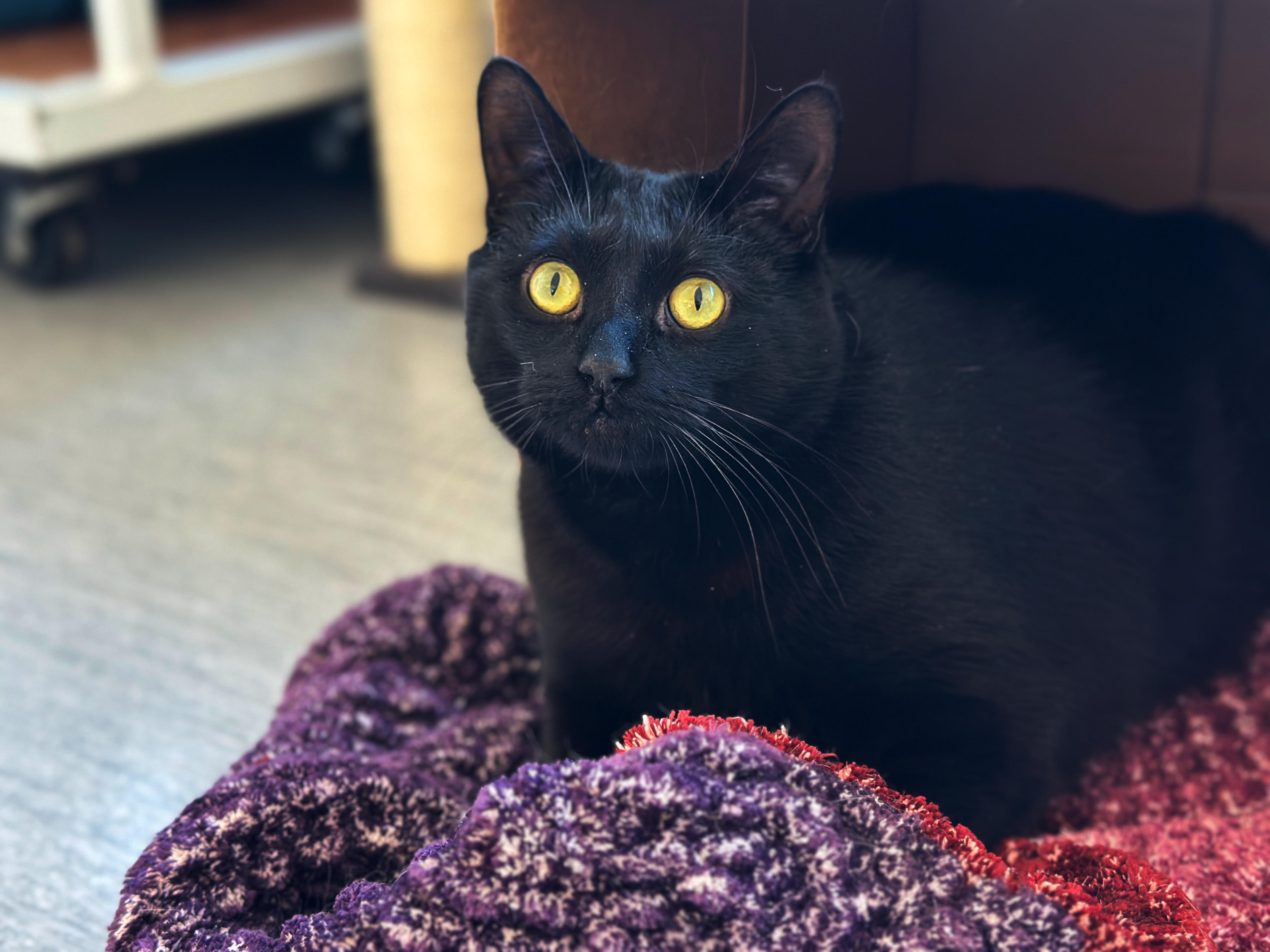 Dogs, cats and rabbits, oh my! 10 adoptable furry friends looking for a ...