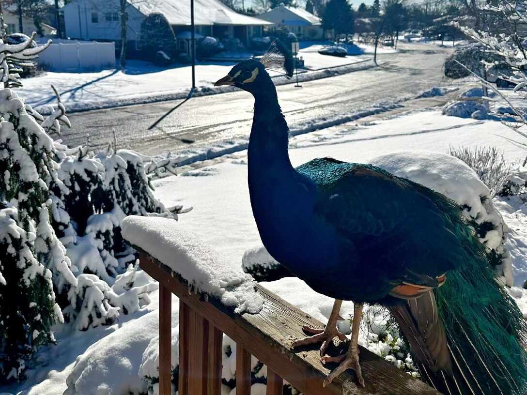 Jayhawks are not the only birds in Jericho – LI Press